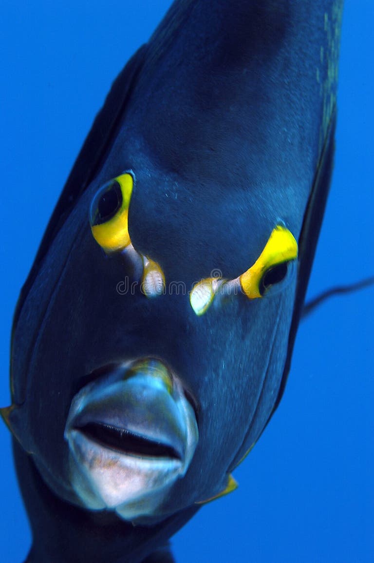 427 Eating Angler Fish Stock Photos - Free & Royalty-Free Stock Photos ...