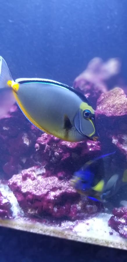 Angle fish stock image. Image of diving, reefs, great - 3106501