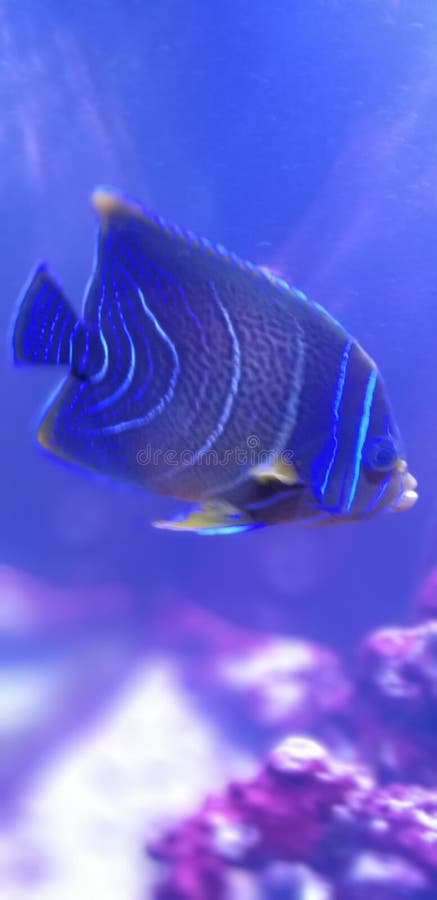 Angle the fish stock photo. Image of fish, swim, angle - 146243688