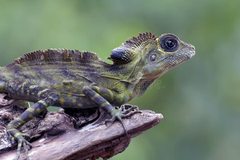 Angle Head Lizard ( Gonocephalus Bornensis ) on Tree Trunk Stock Image ...