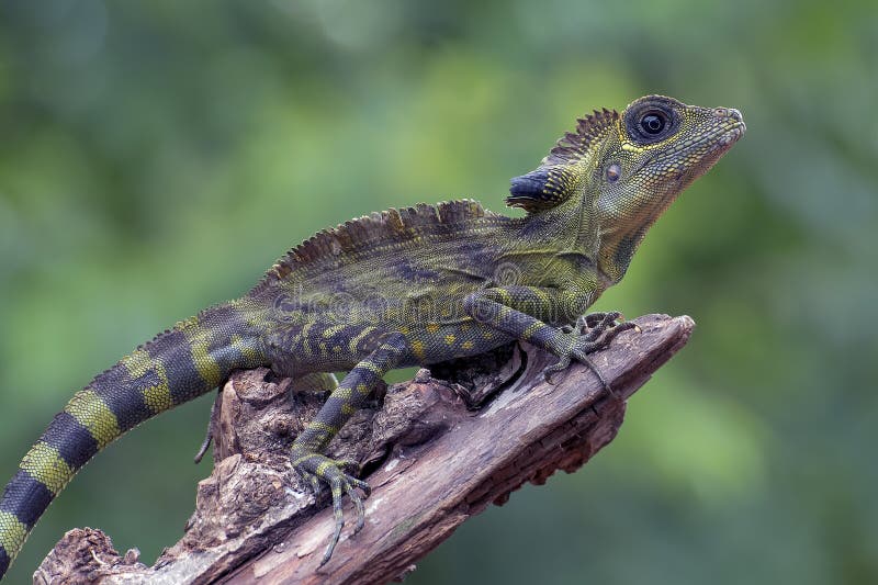 Angle Head Lizard ( Gonocephalus Bornensis ) on Tree Trunk Stock Image ...