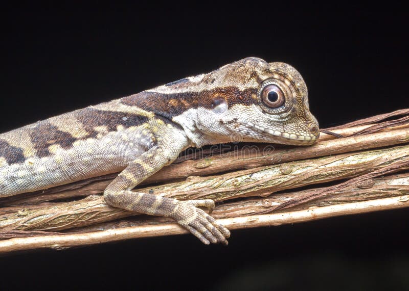 Angle head lizard. stock photo. Image of macro, night - 82231182