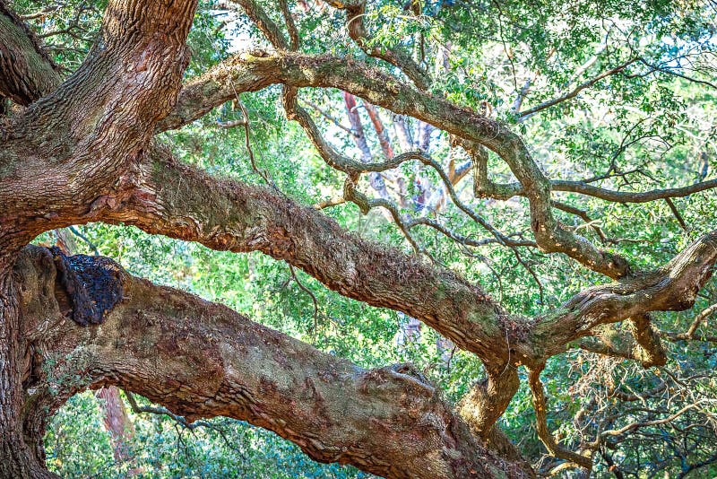 Angle Oak Tree in Johns Island of South Carolina Stock Image - Image of ...