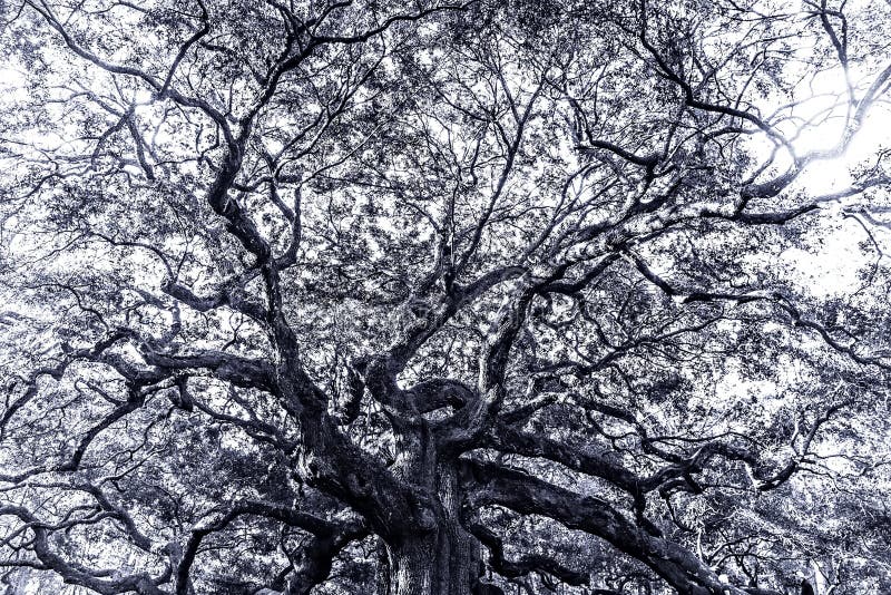 Angle Oak Tree in Johns Island of South Carolina Stock Photo - Image of ...