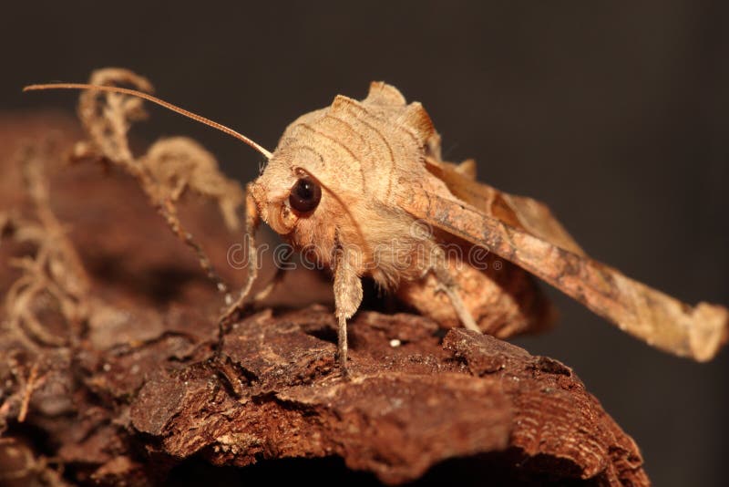 The Angle Shades, Phlogophora Meticulosa Stock Image - Image of insects ...