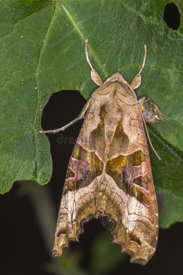 Angle Shades Phlogophora Meticulosa Stock Photo - Image of moths, angle ...