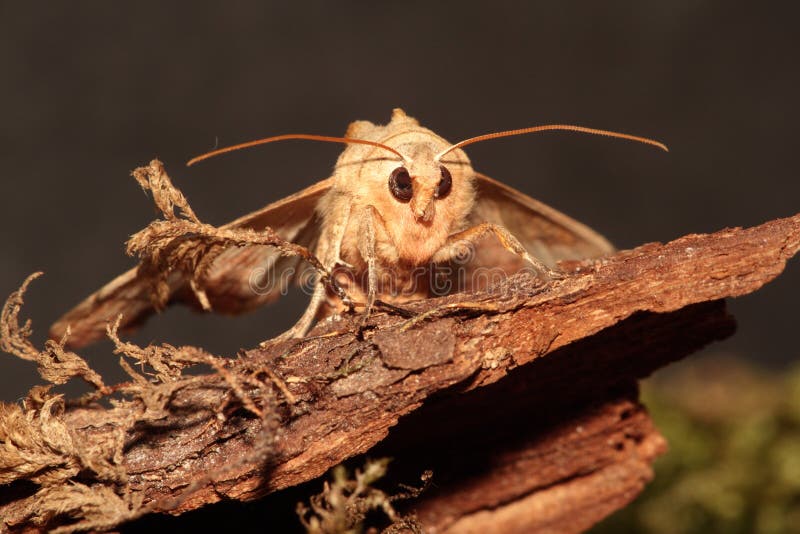 Angle shades. stock image. Image of insects, moths, nature - 32794903