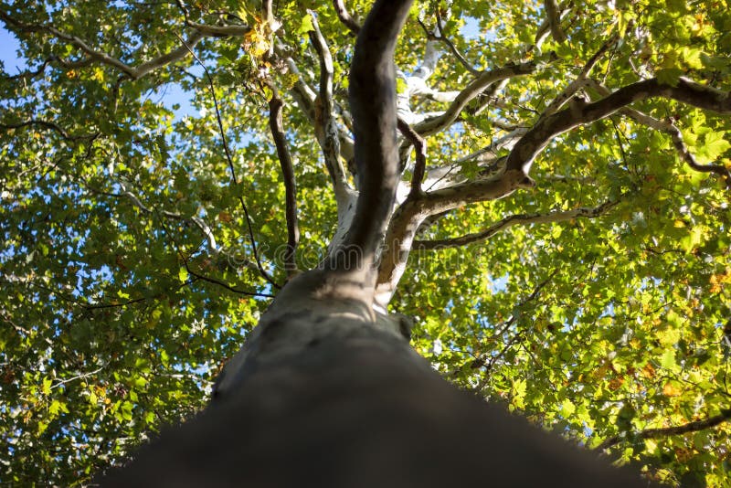 Angle Shot of a High and Lush Tree with Green Leaves and Long Branches ...