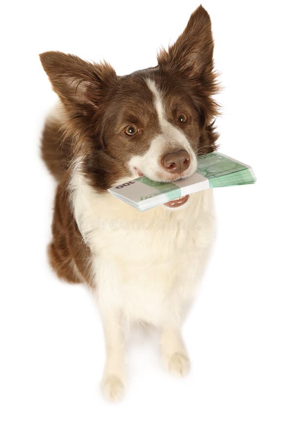 Collie Border Dog with the Stack of Bills One Hundred Euro Stock Image ...