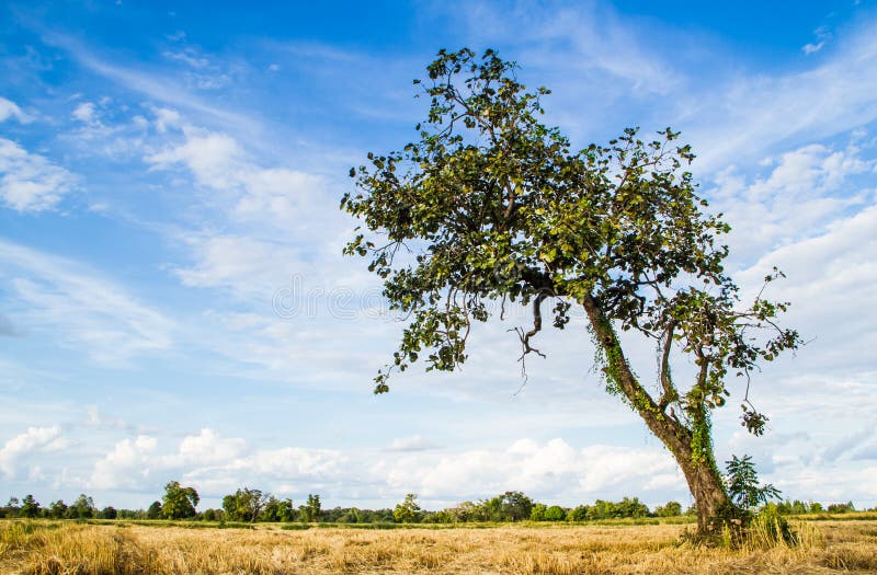 Angle tree stock photo. Image of branch, individual, full - 35352036