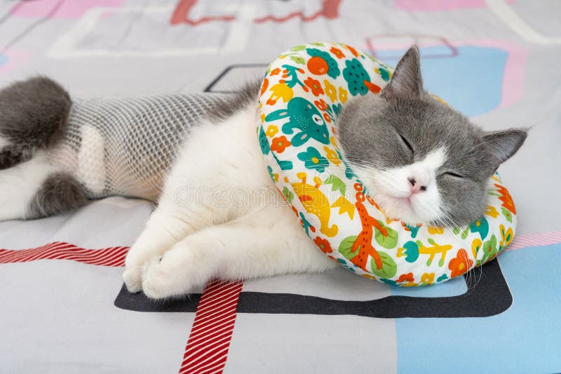 British Shorthair Cat Healing from an Operation and Lying on a Bed ...