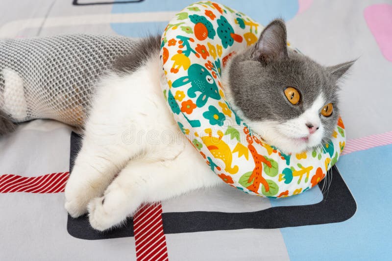 British Shorthair Cat Healing from an Operation and Lying on a Bed ...