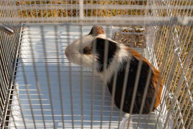 Angle View Cute Cavy in Cage Stock Image - Image of adorable, mammal ...