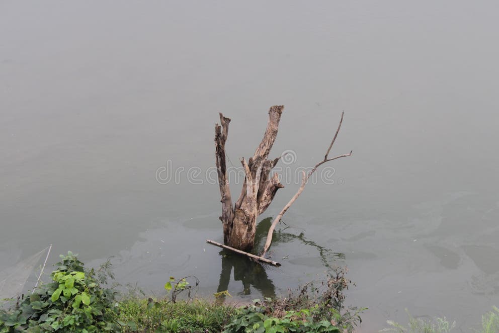 Angle View of a Dead Tree on the Water. Stock Image - Image of grass ...