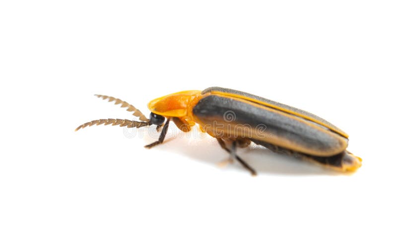 Angle View Firefly White Background Stock Photos - Free & Royalty-Free ...