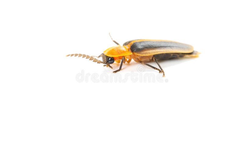 Angle View Firefly on White Background Stock Photo - Image of white ...