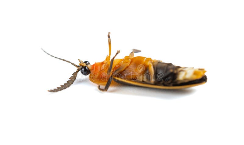 Angle View Firefly on a White Background Stock Photo - Image of beauty ...