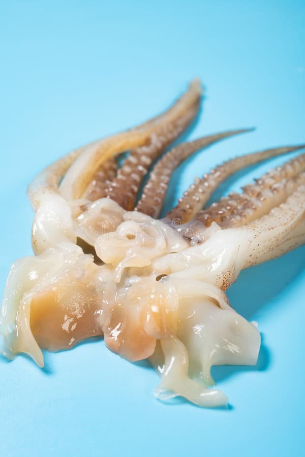 Angle View Fresh Raw Squid on Blue Background Vertical Composition ...