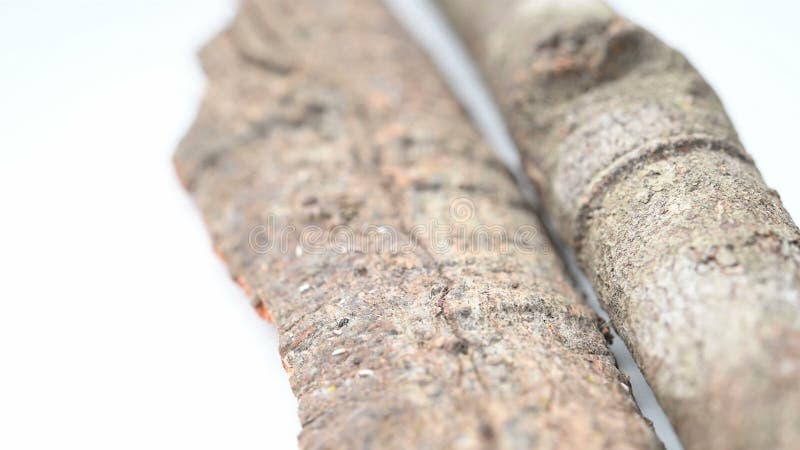 Angle View Herb GuiPi or Bark O Wilson Cinnamon or Bark of Japanese ...