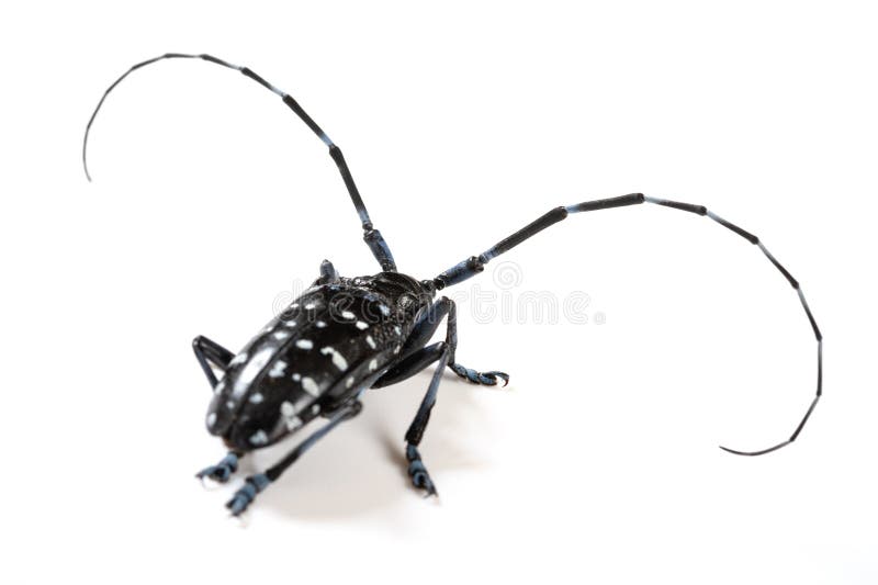 Angle View Longicorn on White Background Stock Image - Image of beetle ...