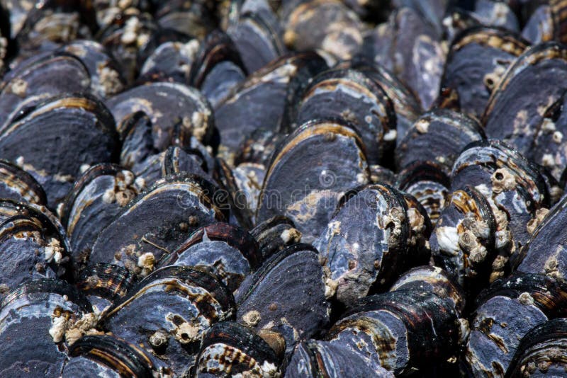 Shells Oregon Coast Stock Photos - Free & Royalty-Free Stock Photos ...