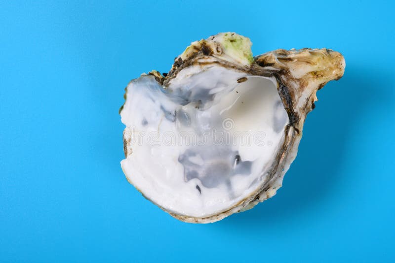 Oyster Shell on Blue Background Stock Image - Image of closeup, shell ...