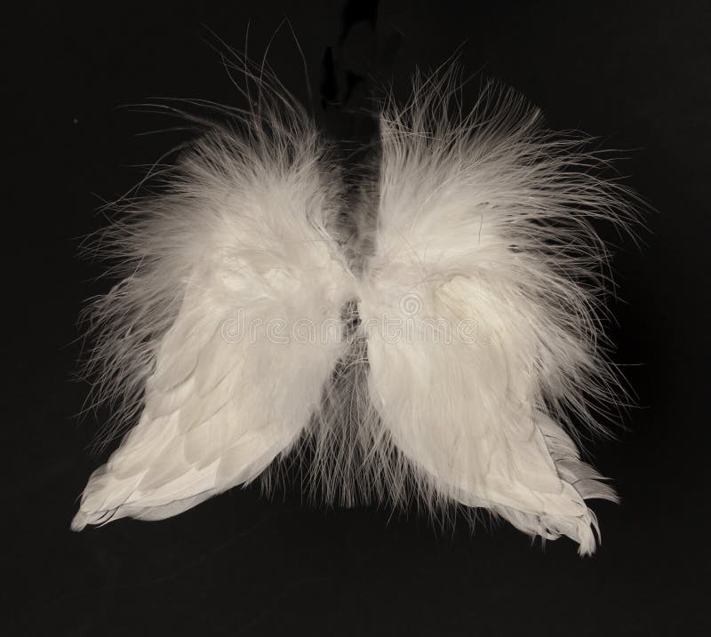 82+ Angle wings Free Stock Photos - StockFreeImages