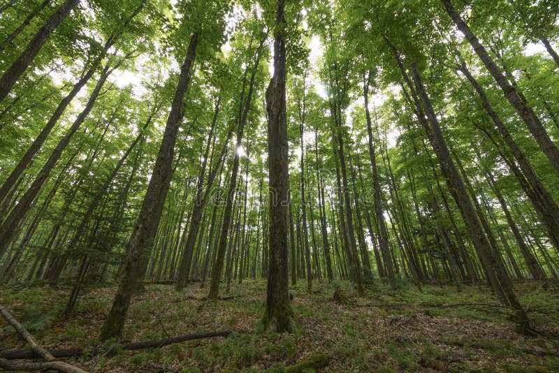 Angled stock photo. Image of lens, tree, woods, woodland - 50676908