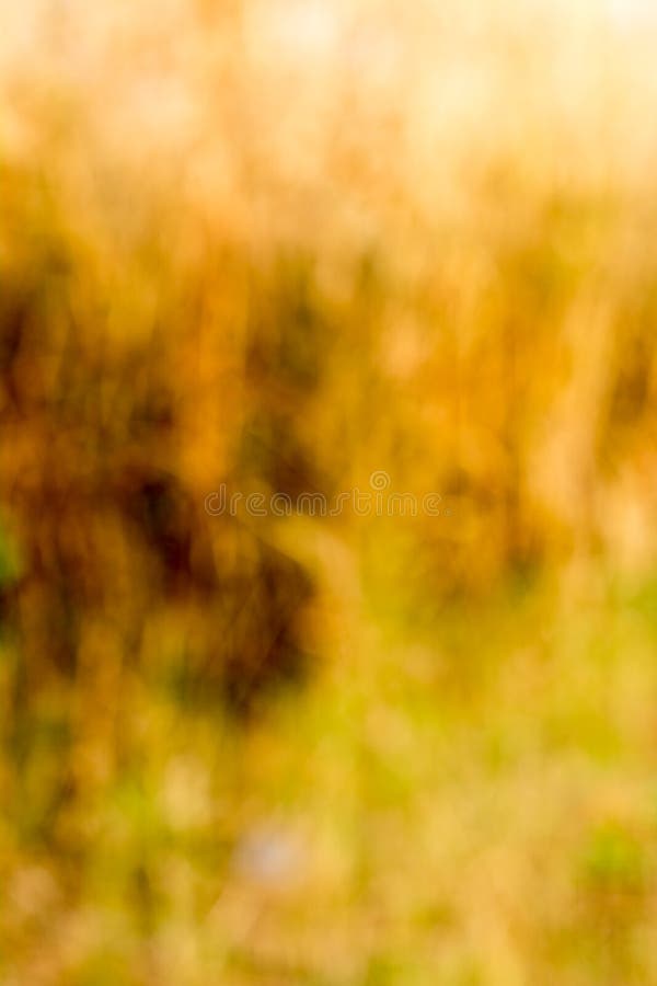 Angled the Background of Tall Grass. Stock Image - Image of pattern ...
