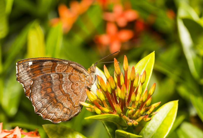 Angled Castor & X28;Ariadne Ariadne& X29; Butterfly Stock Image - Image ...