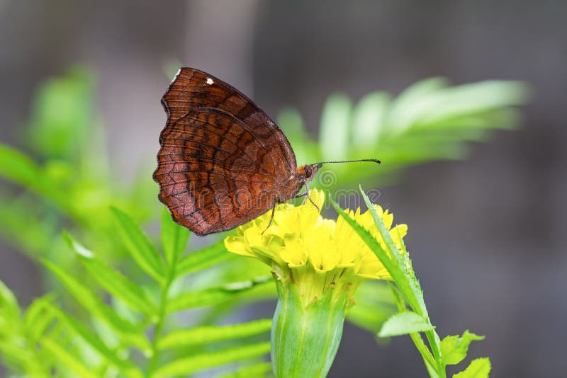 Angled Castor butterfly stock photo. Image of flower - 35843244