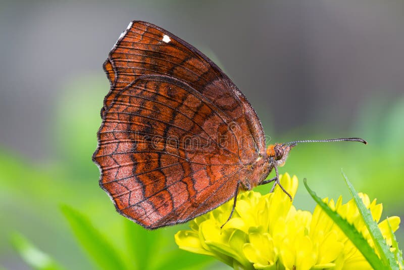 Angled Castor butterfly stock image. Image of outdoors - 35843305