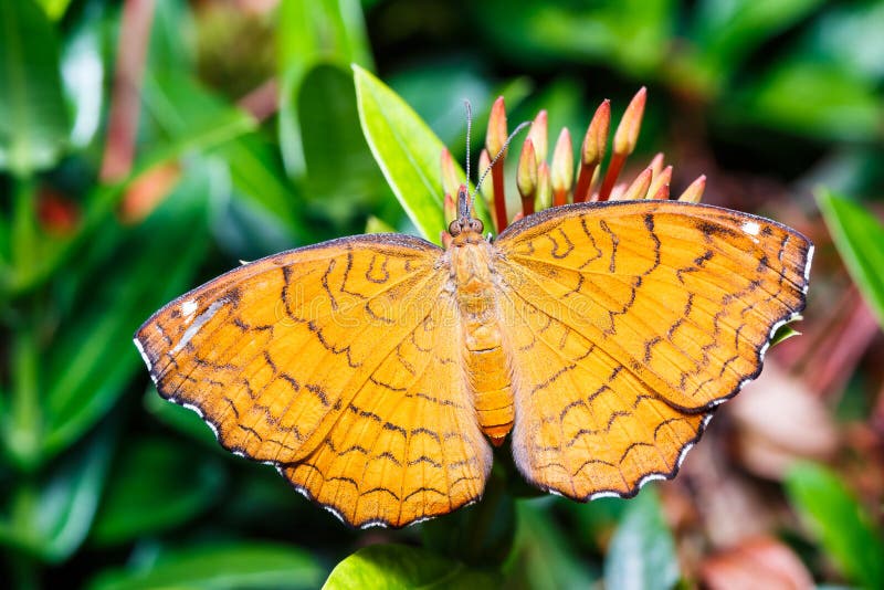Angled Castor butterfly stock photo. Image of animal - 36122870