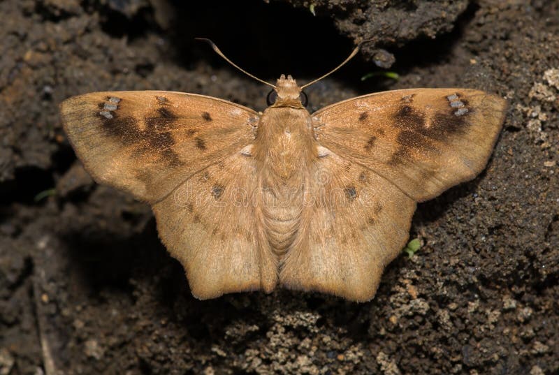 Monarch Butterfly Angled Stock Photos - Free & Royalty-Free Stock ...