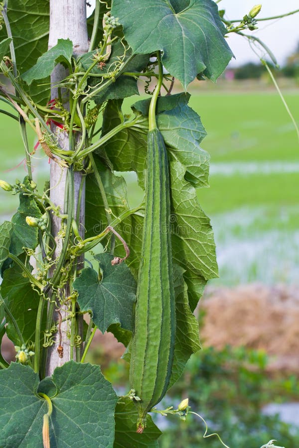 Angled Gourd stock photo. Image of chinese, loofah, angled - 31004866