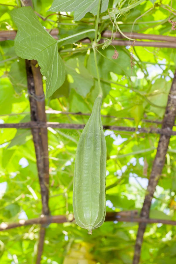 843 Angled Gourd Photos - Free & Royalty-Free Stock Photos from Dreamstime