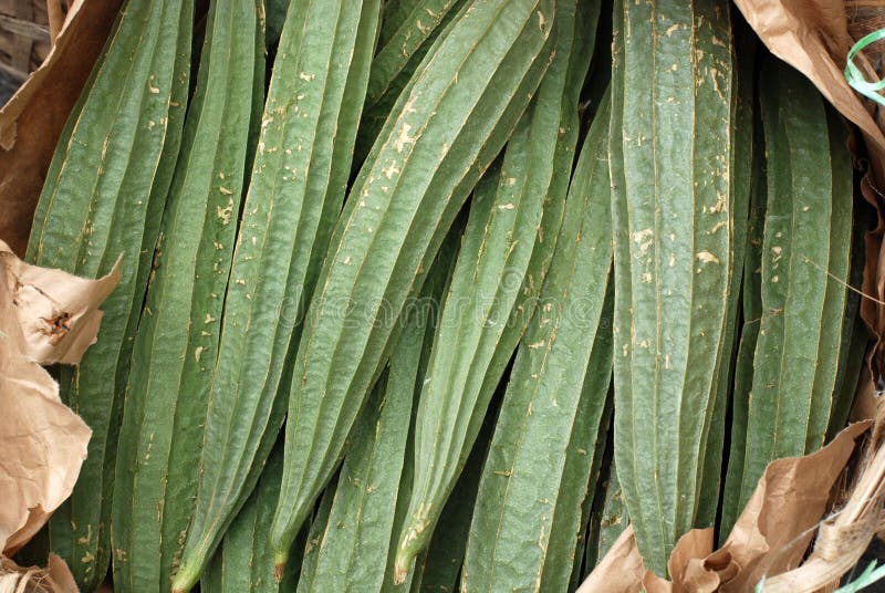 Angled loofah stock image. Image of gourd, farm, nature - 2579361