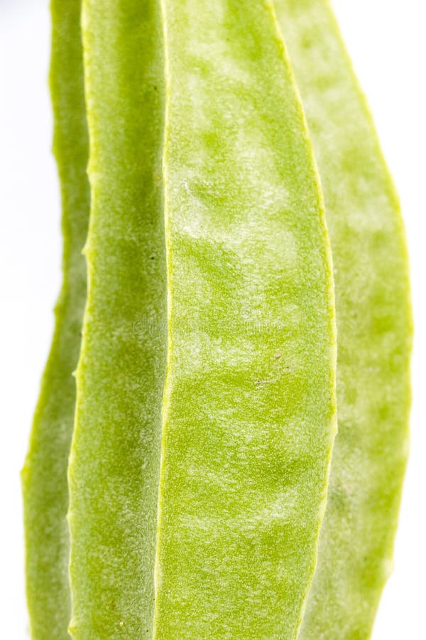 Angled Loofah White Background in Studio Stock Photo - Image of fruit ...