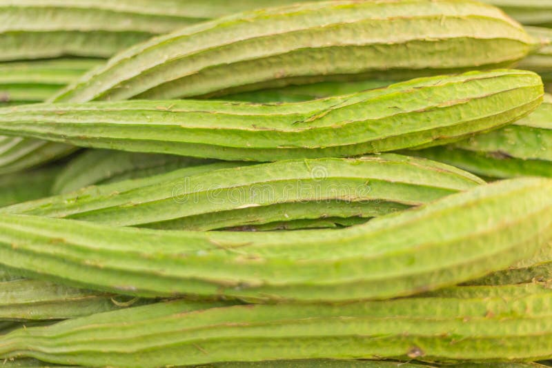 Angled Loofah Sponge Gourd or Angled Gourd on Display Stock Image ...