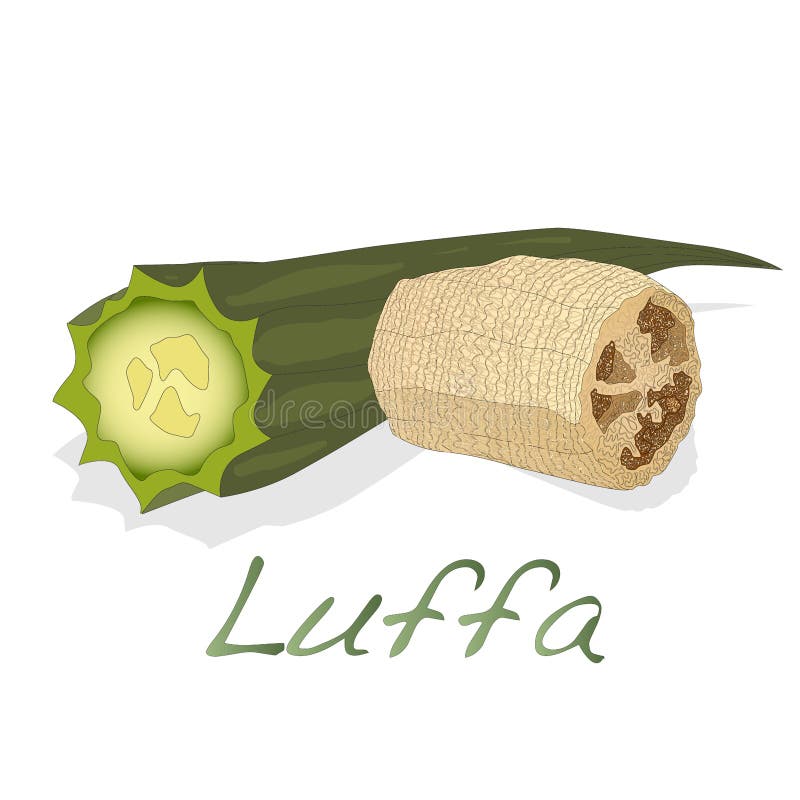 Luffa Plant Stock Illustrations – 53 Luffa Plant Stock Illustrations ...