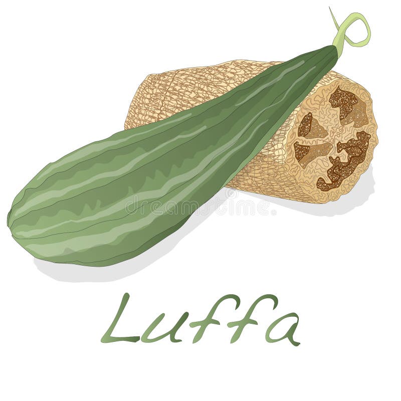 Fresh Luffa Stock Illustrations – 174 Fresh Luffa Stock Illustrations ...
