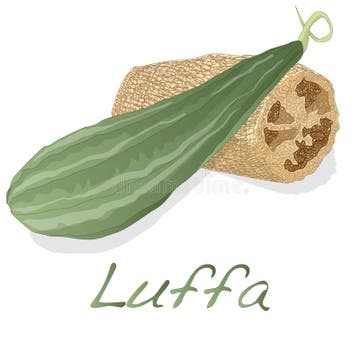 Luffa Stock Illustrations – 487 Luffa Stock Illustrations, Vectors & Clipart - Dreamstime