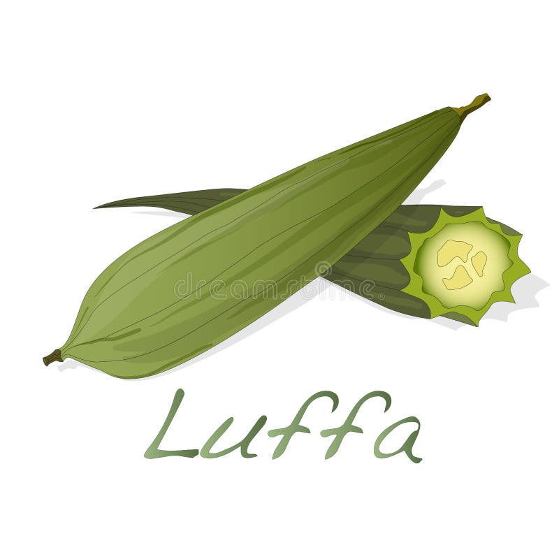 Fresh Luffa Stock Illustrations – 141 Fresh Luffa Stock Illustrations ...