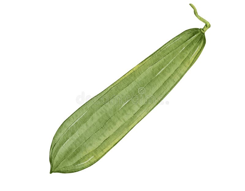 Angled Luffa Stock Illustrations – 87 Angled Luffa Stock Illustrations, Vectors & Clipart ...