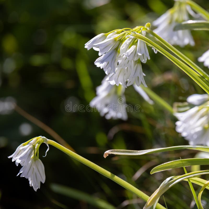Angled Onion Flowering in Springtime in St Ives Stock Photo - Image of ...