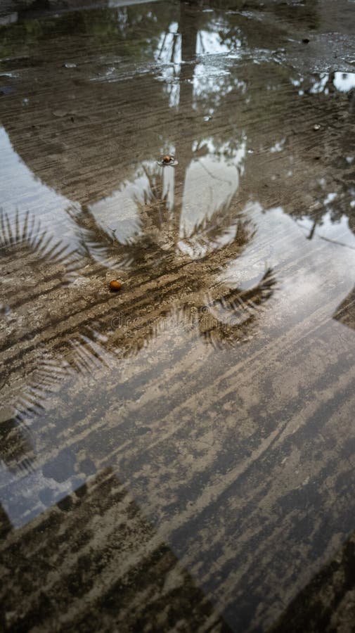 Reflection of Trees in a Rain Puddle on a Concrete Surface Stock Photo - Image of soil, water ...