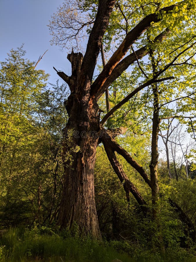 Angled Tree stock image. Image of angled, woods, summer - 136330589