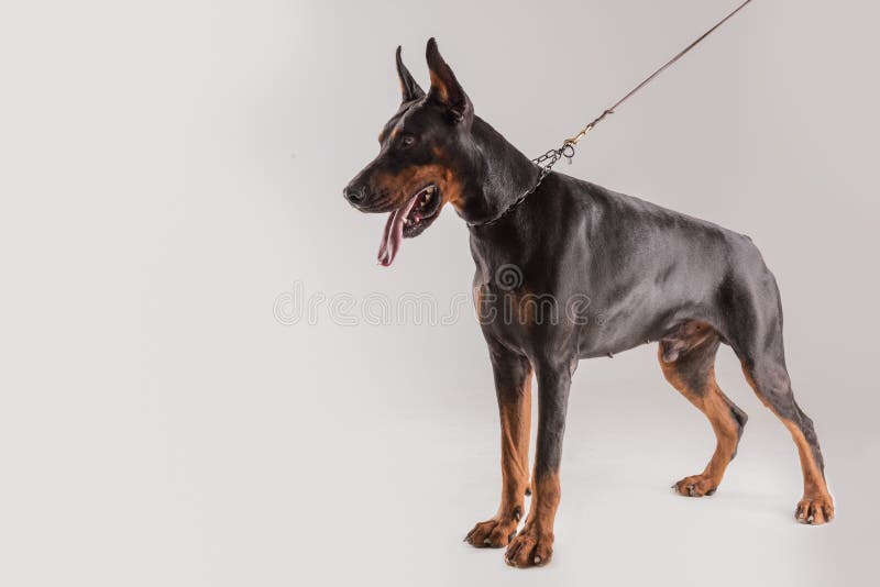 Angled View of Protection Dog in Alert State Stock Photo - Image of ...