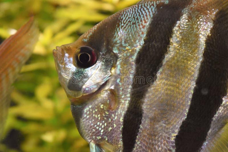 Anglefish Close Up Side View Stock Image - Image of living, full: 208725299