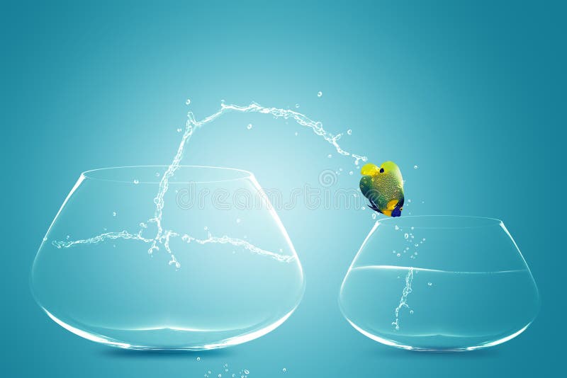 Anglefish Jumping To Small Bowl Stock Image - Image of escape, fish ...